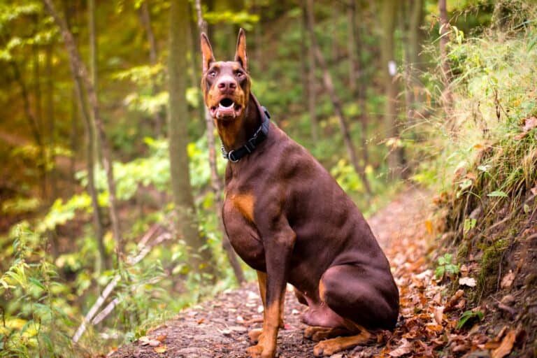 Brown Doberman: Breed Info, Pictures, Genetics & Facts