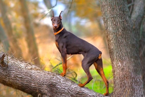 Brown Doberman: Breed Info, Pictures, Genetics & Facts