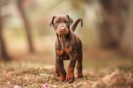 Brown Doberman: Breed Info, Pictures, Genetics & Facts