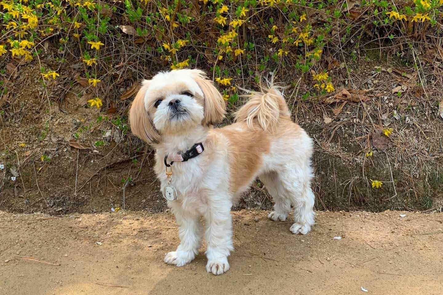 Brown Maltese: Facts, Appearance, Genetics & Pictures