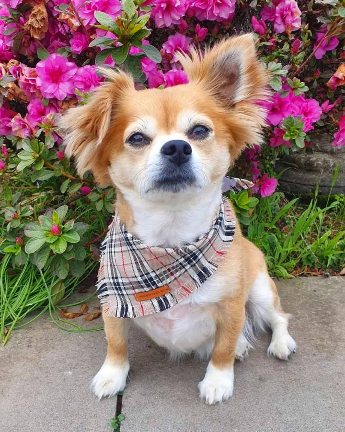 Brown Maltese: Facts, Appearance, Genetics & Pictures