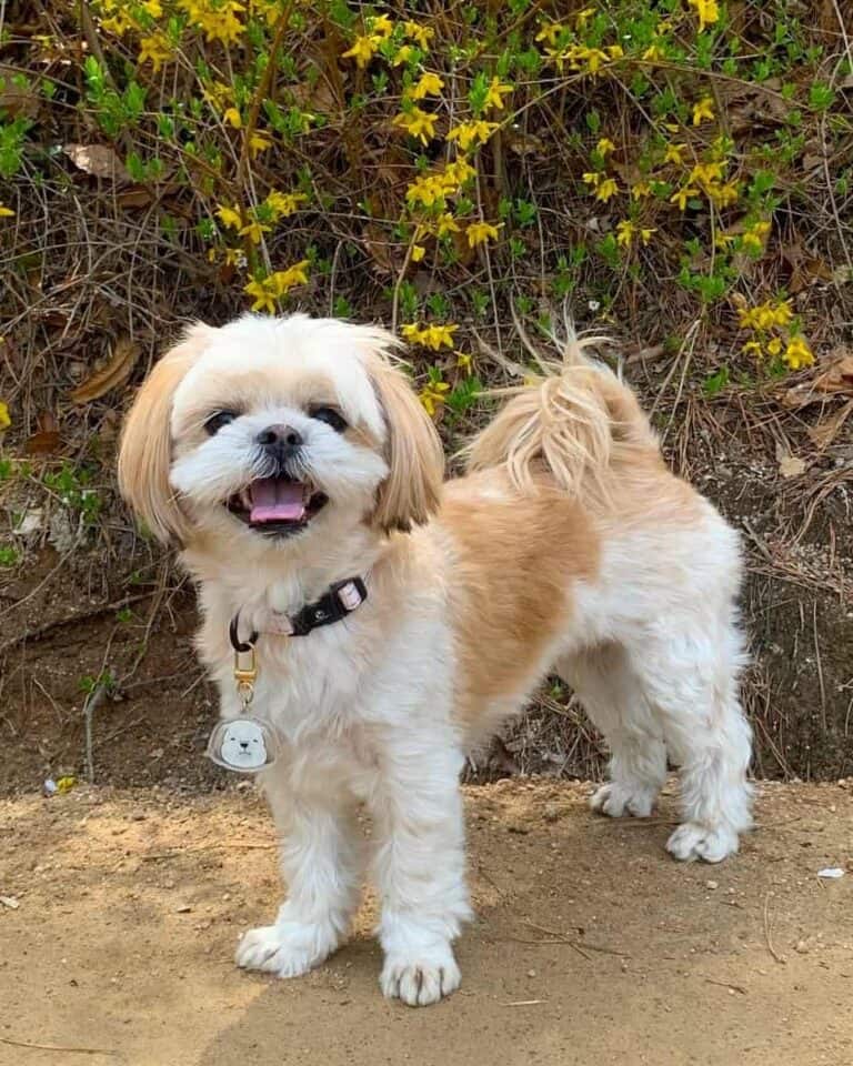 Brown Maltese: Facts, Appearance, Genetics & Pictures