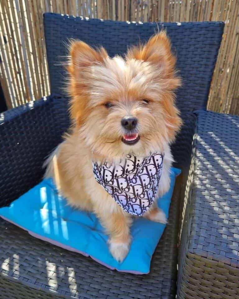 Brown Maltese: Facts, Appearance, Genetics & Pictures