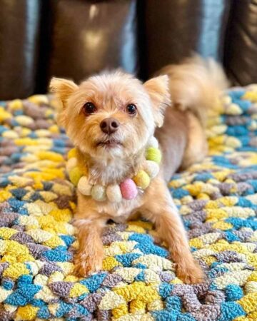 Brown Maltese: Facts, Appearance, Genetics & Pictures