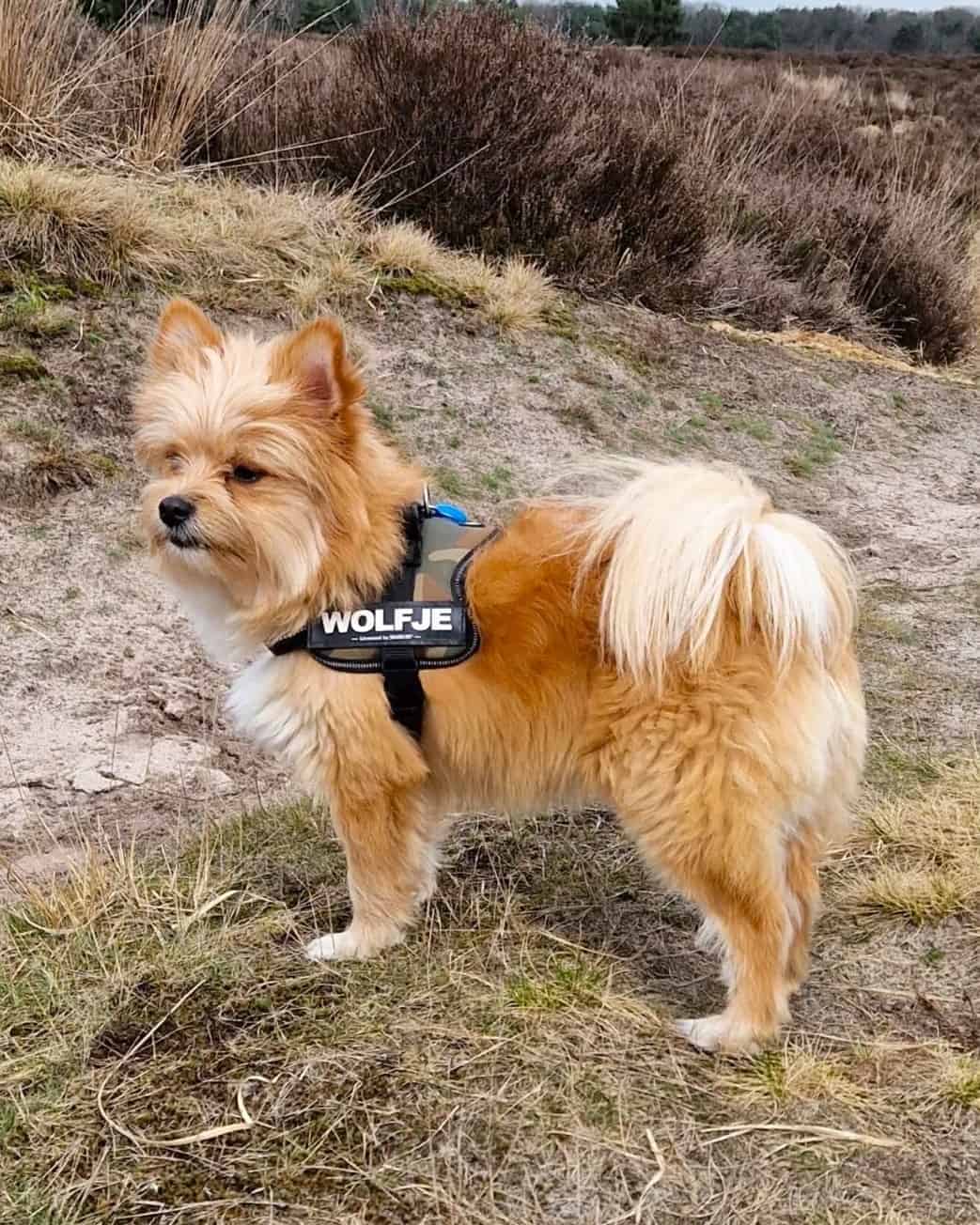 Brown Maltese: Facts, Appearance, Genetics & Pictures