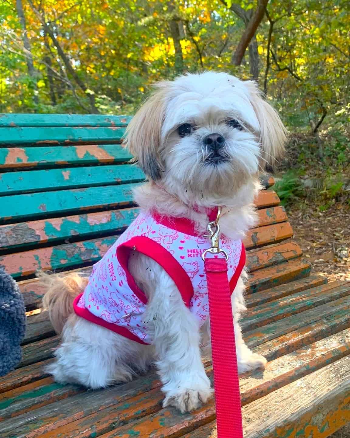 Brown Maltese: Facts, Appearance, Genetics & Pictures