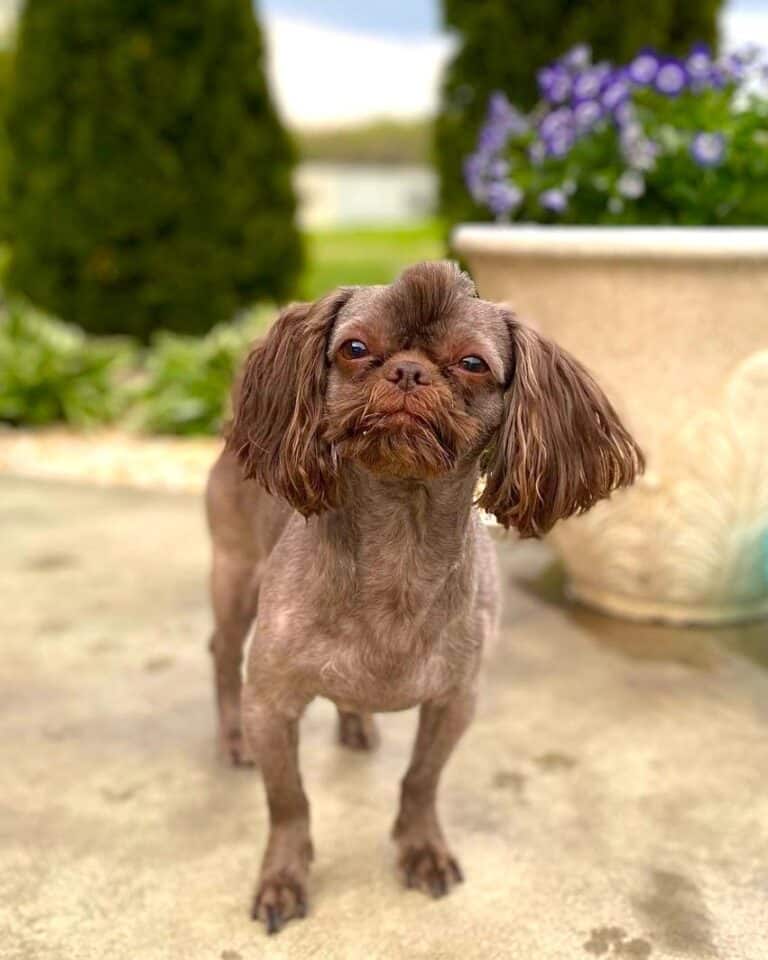 Chocolate/Liver/Brown Shih Tzu - Facts and Pictures