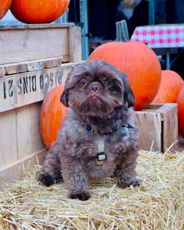 Chocolate/Liver/Brown Shih Tzu - Facts and Pictures