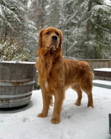 9 Different Types of Golden Retrievers (With Pictures)