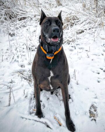 Canis Panther | Breed Information, Facts, History & Pictures