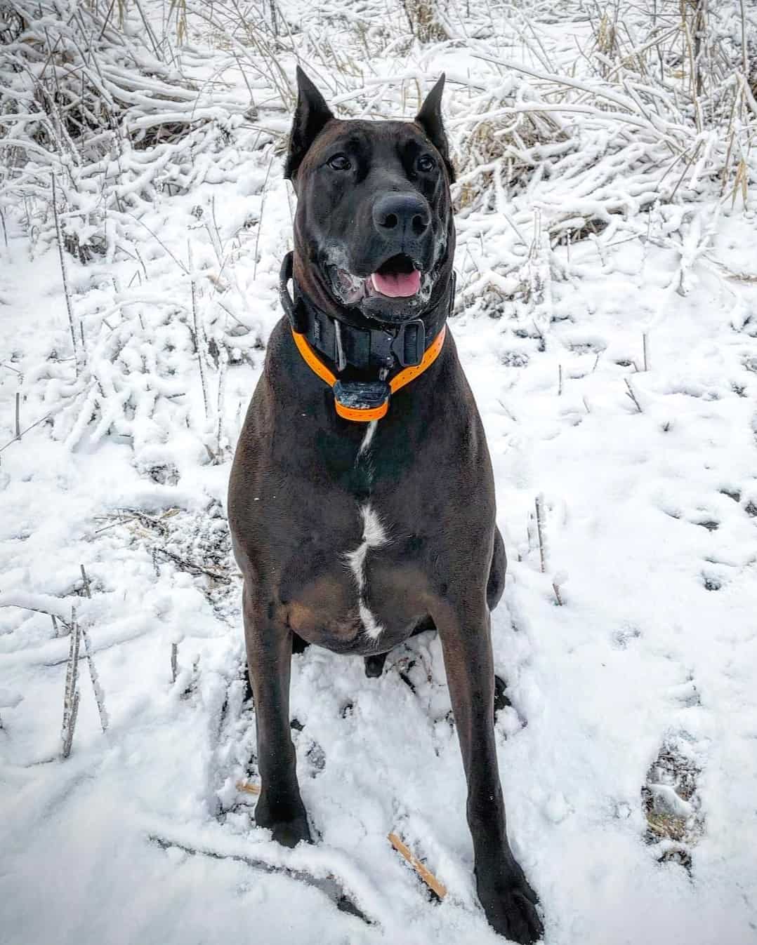 Canis Panther | Breed Information, Facts, History & Pictures
