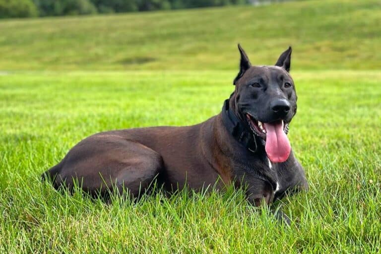 Canis Panther | Breed Information, Facts, History & Pictures