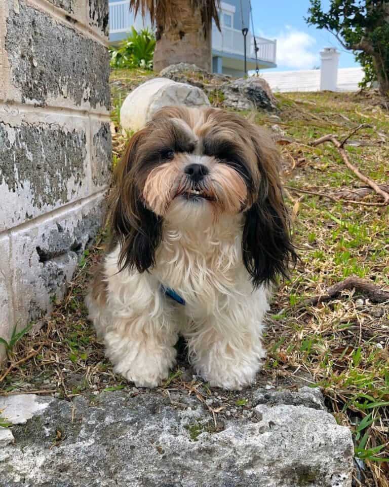 Cava-Tzu | Dog Breed Information, Pictures, Traits & Facts