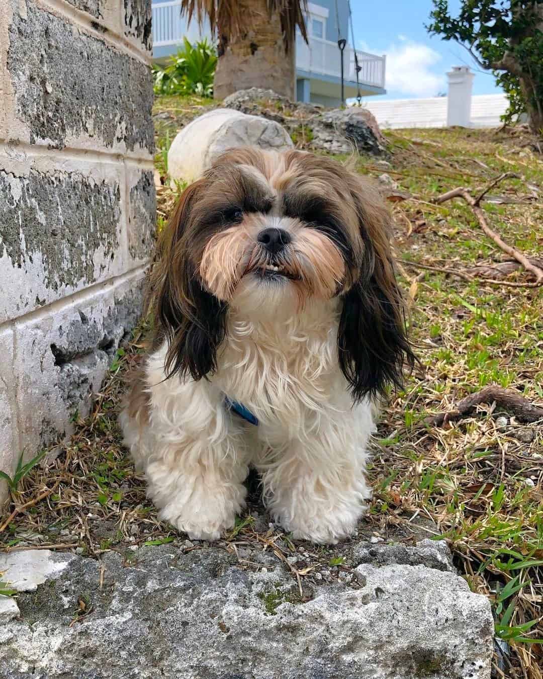 Cava-Tzu | Dog Breed Information, Pictures, Traits & Facts