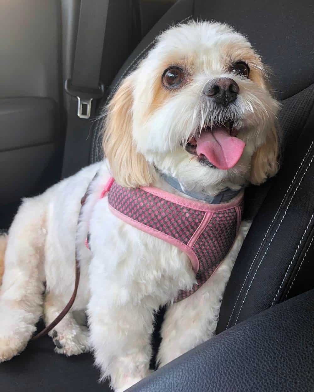 Cava-Tzu | Dog Breed Information, Pictures, Traits & Facts