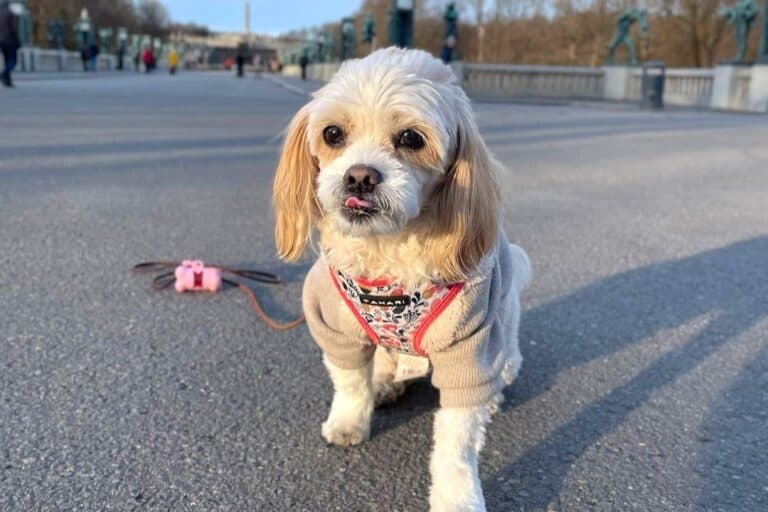 Cava-Tzu | Dog Breed Information, Pictures, Traits & Facts