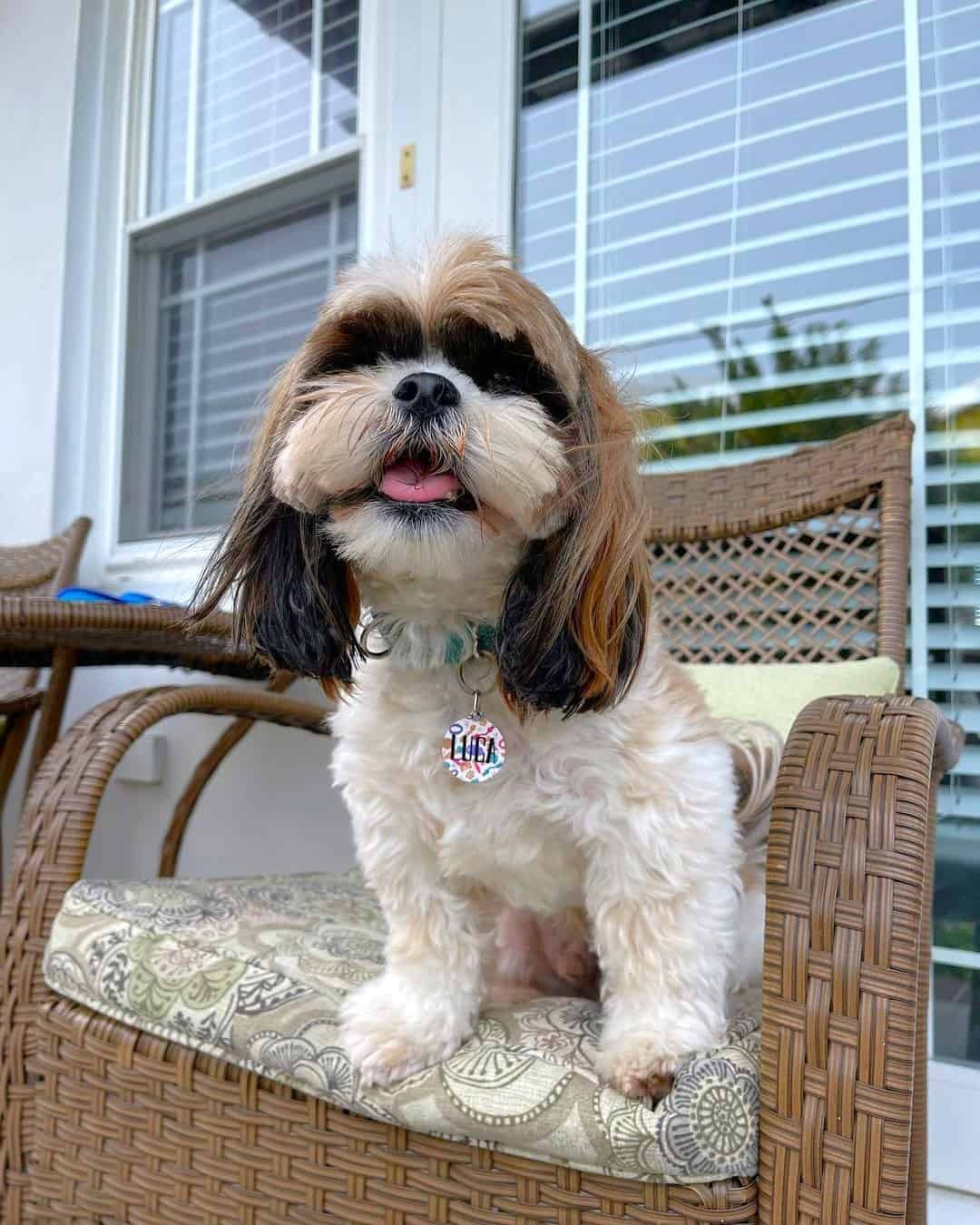 Cava-Tzu | Dog Breed Information, Pictures, Traits & Facts