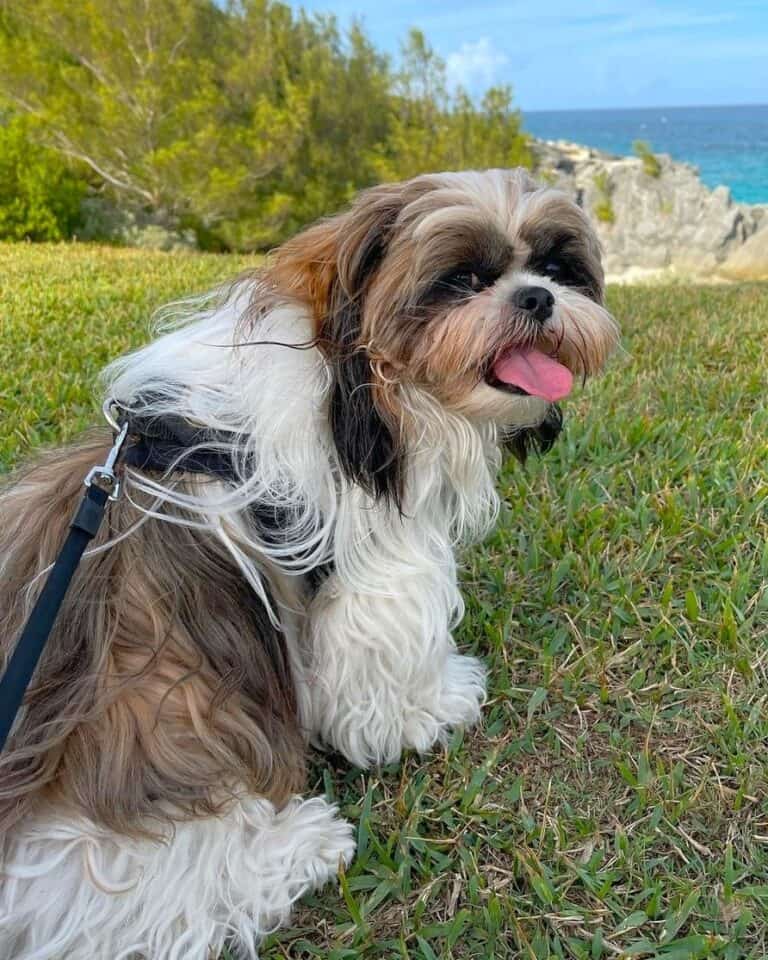 Cava-Tzu | Dog Breed Information, Pictures, Traits & Facts