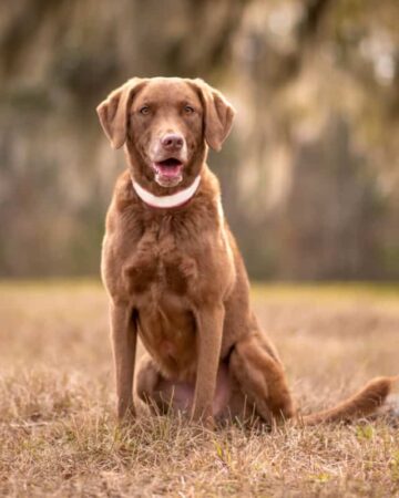 The Truth and Facts About Short-Haired Golden Retrievers