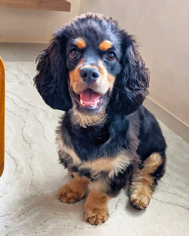 Cocker Spaniel Dachshund Mix (Docker Dog) Facts & Pictures