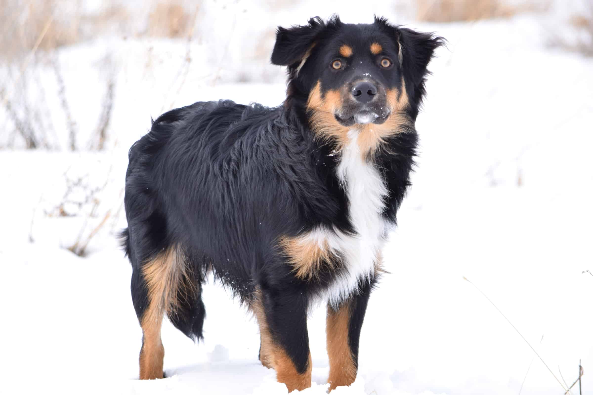 Australian Shepherd Border Collie Mix: Info, Pictures & Facts