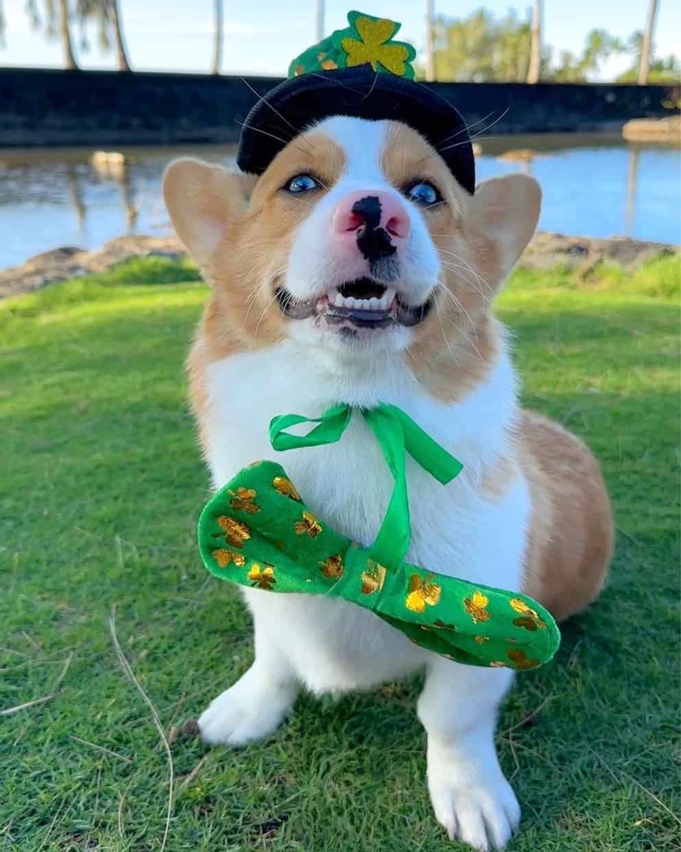 Auggie Dog | Mixed Breed Info, Pictures, Personality & Facts