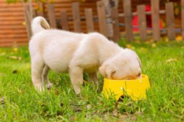 How Much to Feed a Labrador (Feeding Chart & Guide)