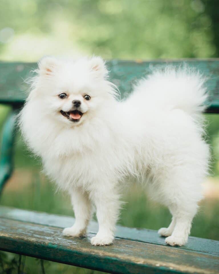 Miniature Samoyed: Do Mini Samoyeds Exist? (With Pictures)