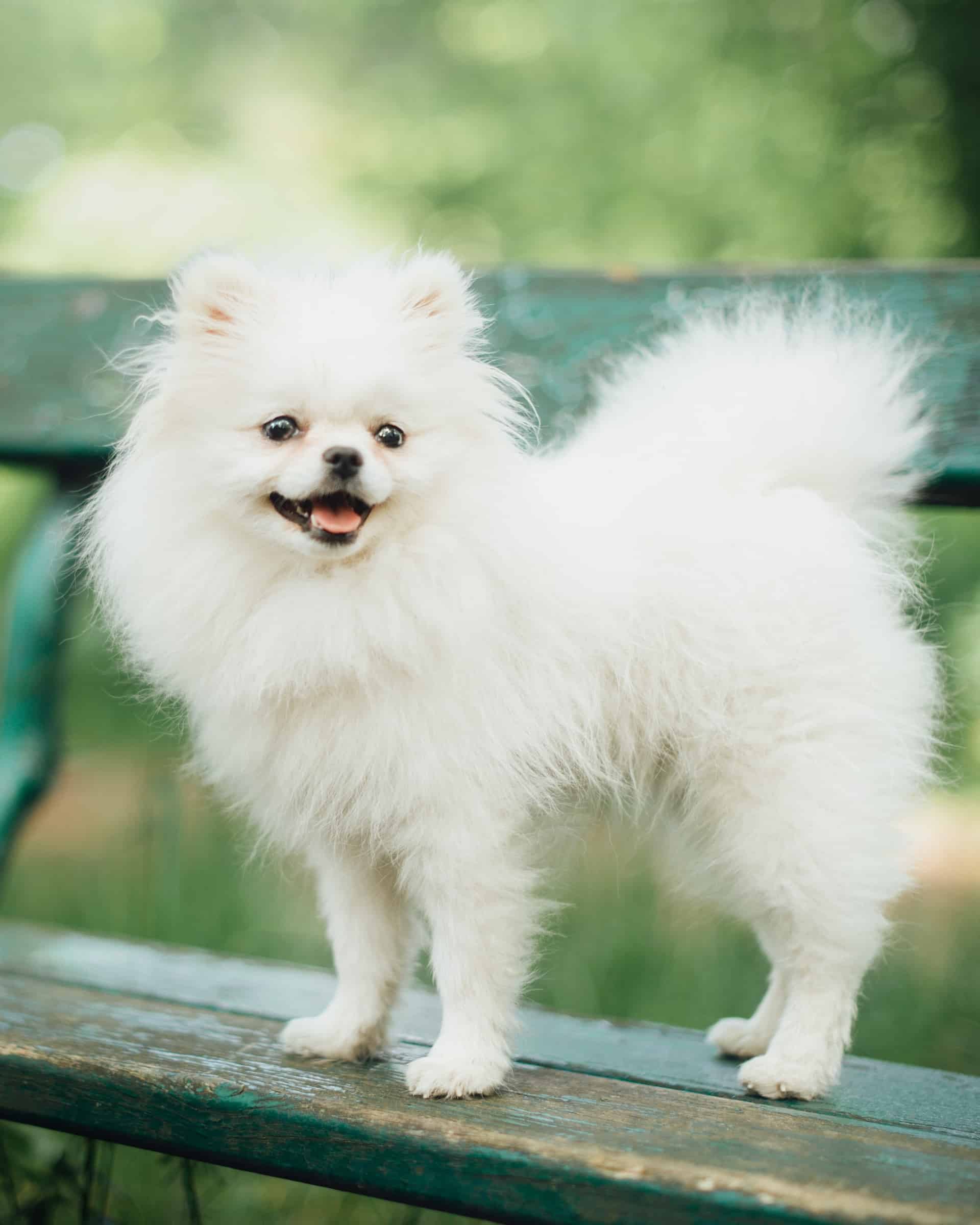 Miniature Samoyed: Do Mini Samoyeds Exist? (With Pictures)