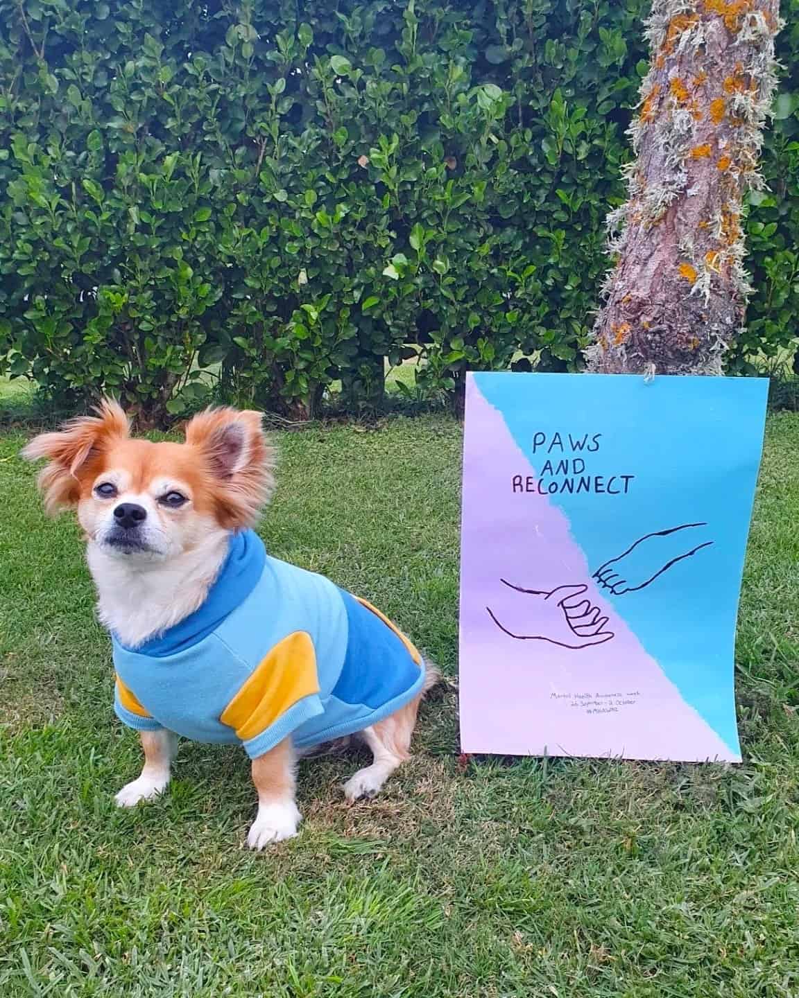 Brown Maltese: Facts, Appearance, Genetics & Pictures