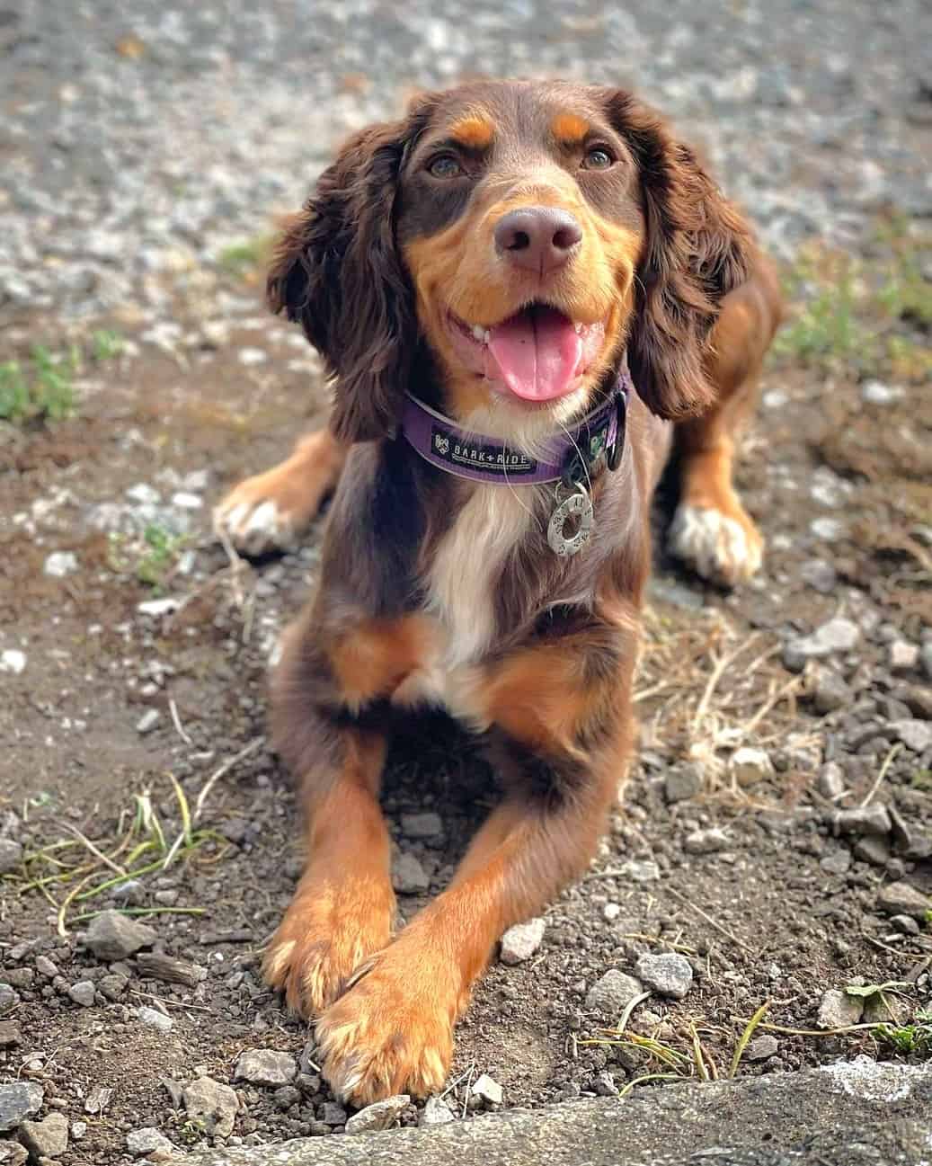 Cocker Spaniel Dachshund Mix (Docker Dog) Facts & Pictures