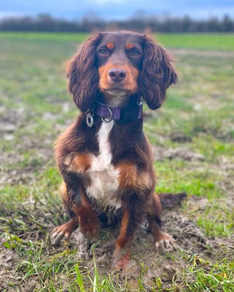 Cocker Spaniel Dachshund Mix (Docker Dog) Facts & Pictures