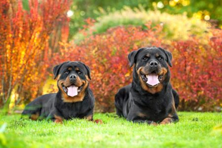 3 Different Types of Rottweilers (With Pictures & Facts)