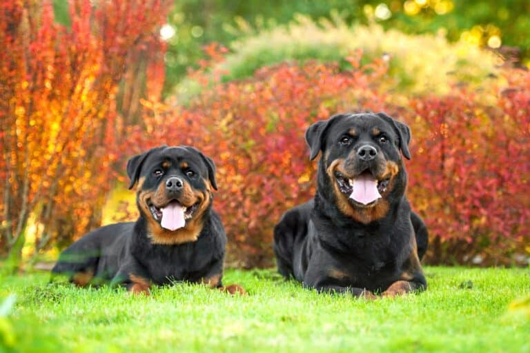 3 Different Types of Rottweilers (With Pictures & Facts)