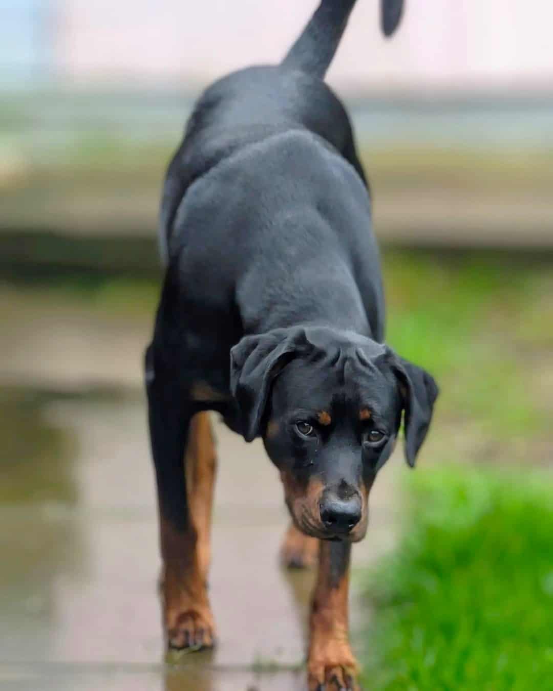 Doberman Rottweiler Mix (Rotterman): Info, Pictures & Facts
