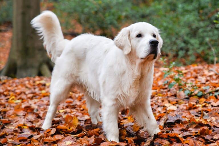 English Cream Golden Retriever: Facts, Traits & Pictures