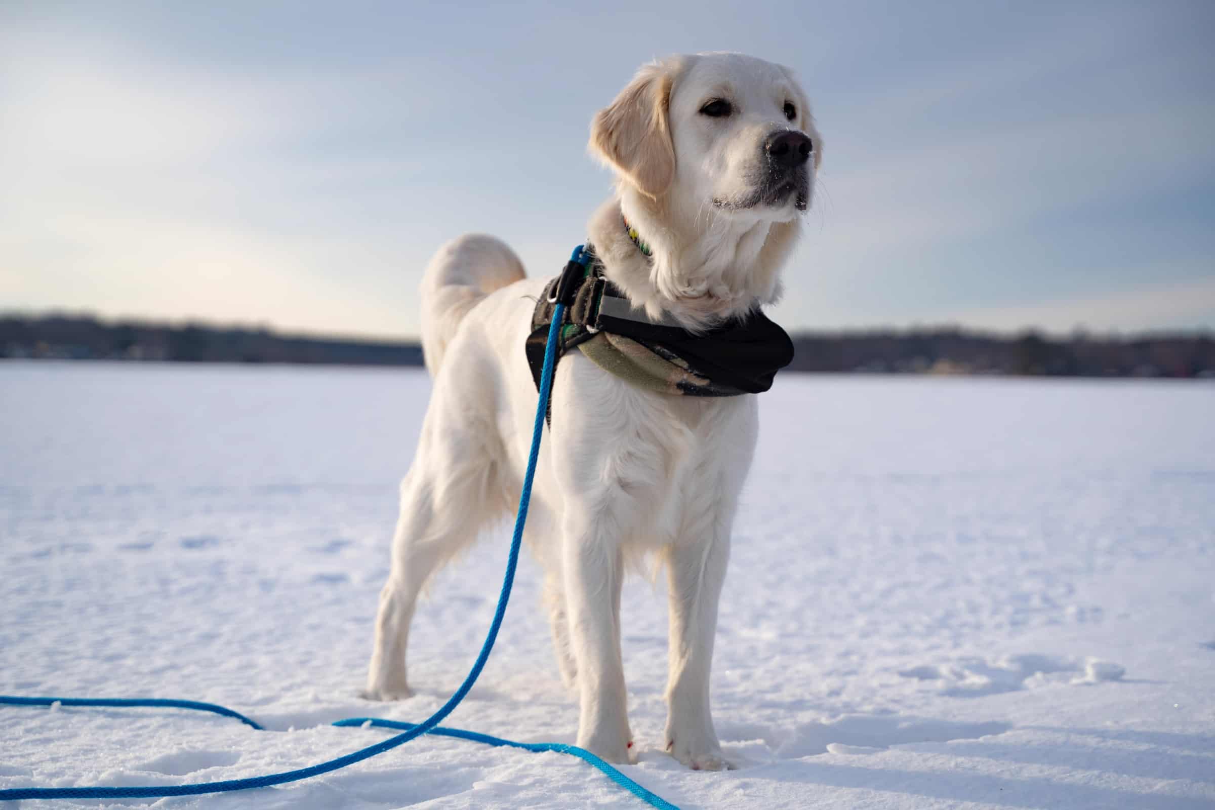 English Cream Golden Retriever: Facts, Traits & Pictures
