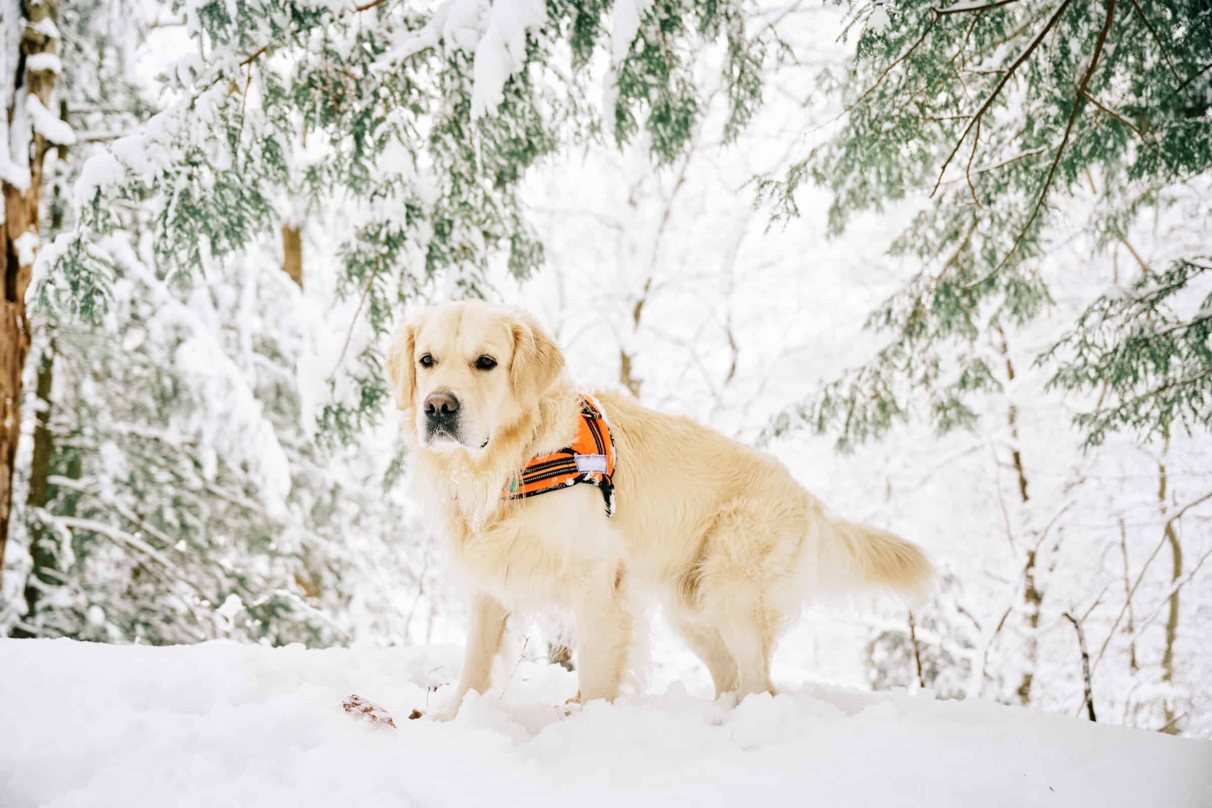English Cream Golden Retriever: Facts, Traits & Pictures