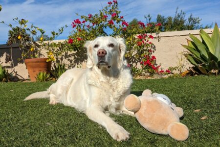 English Cream Golden Retriever: Facts, Traits & Pictures