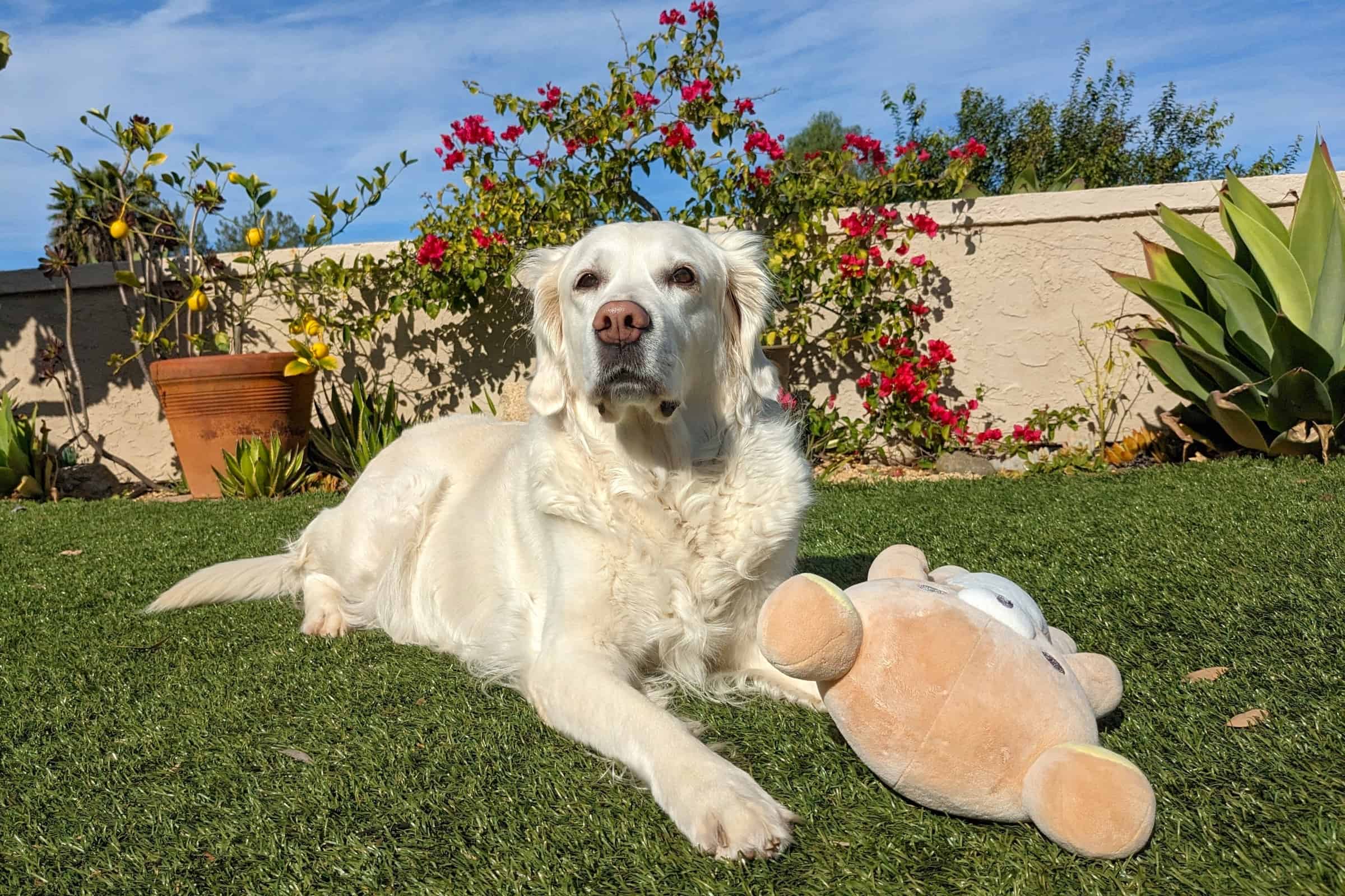 English Cream Golden Retriever: Facts, Traits & Pictures