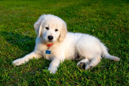English Cream Golden Retriever: Facts, Traits & Pictures