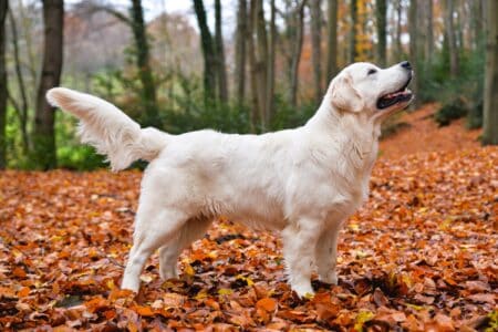 English Cream Golden Retriever: Facts, Traits & Pictures