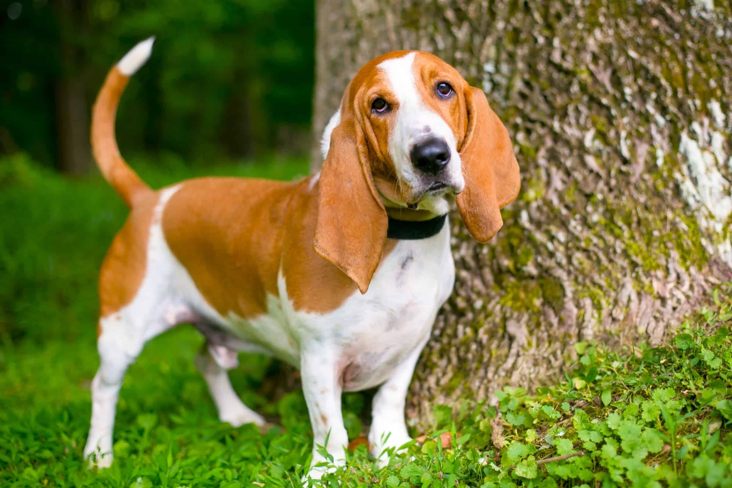 European vs. American Basset Hound: What's the Difference?
