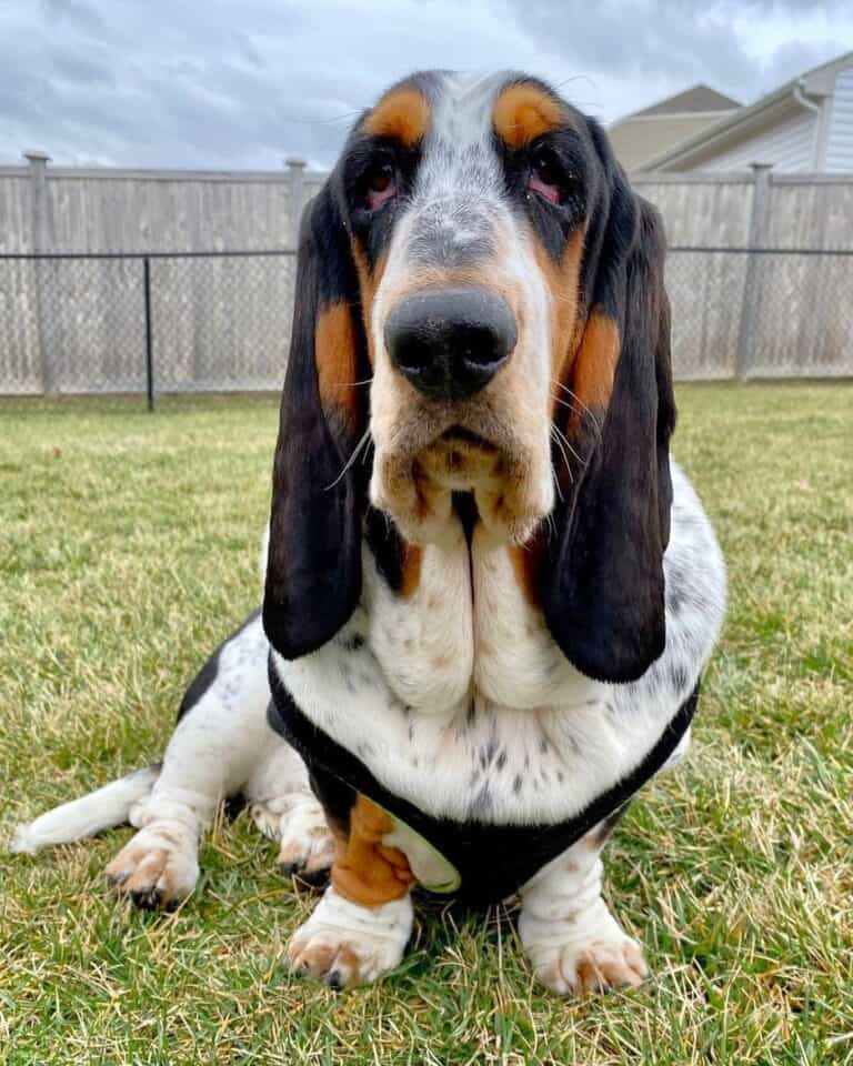 European vs. American Basset Hound: What's the Difference?