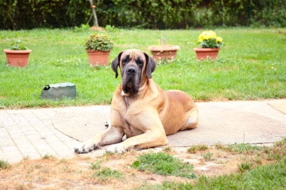 Fawn Great Dane: Facts, Appearance, Genetics & Pictures