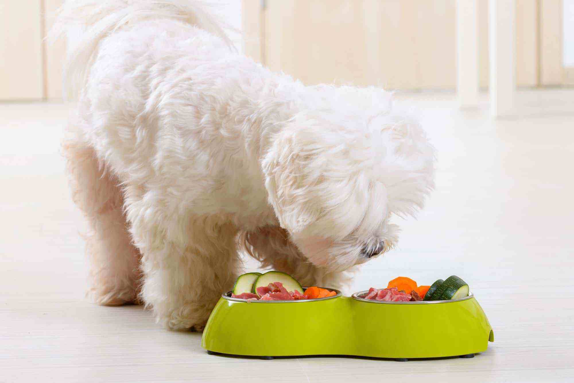How Much to Feed a Maltese (Puppy Feeding Chart & Guide)