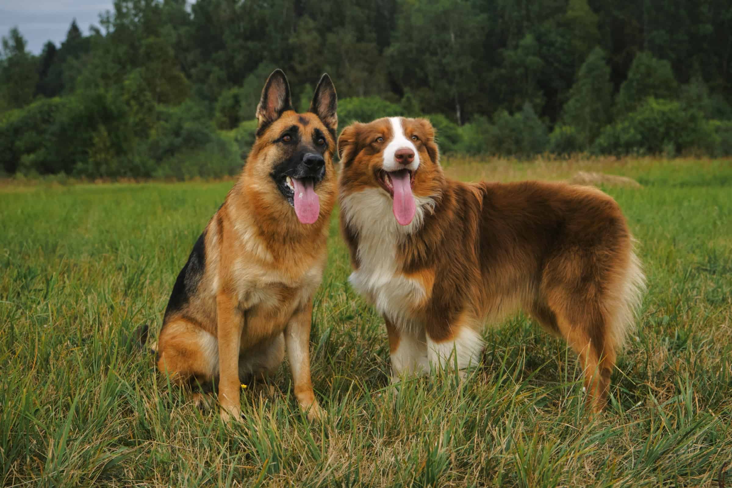 Male vs. Female Australian Shepherd: Which Is Better?