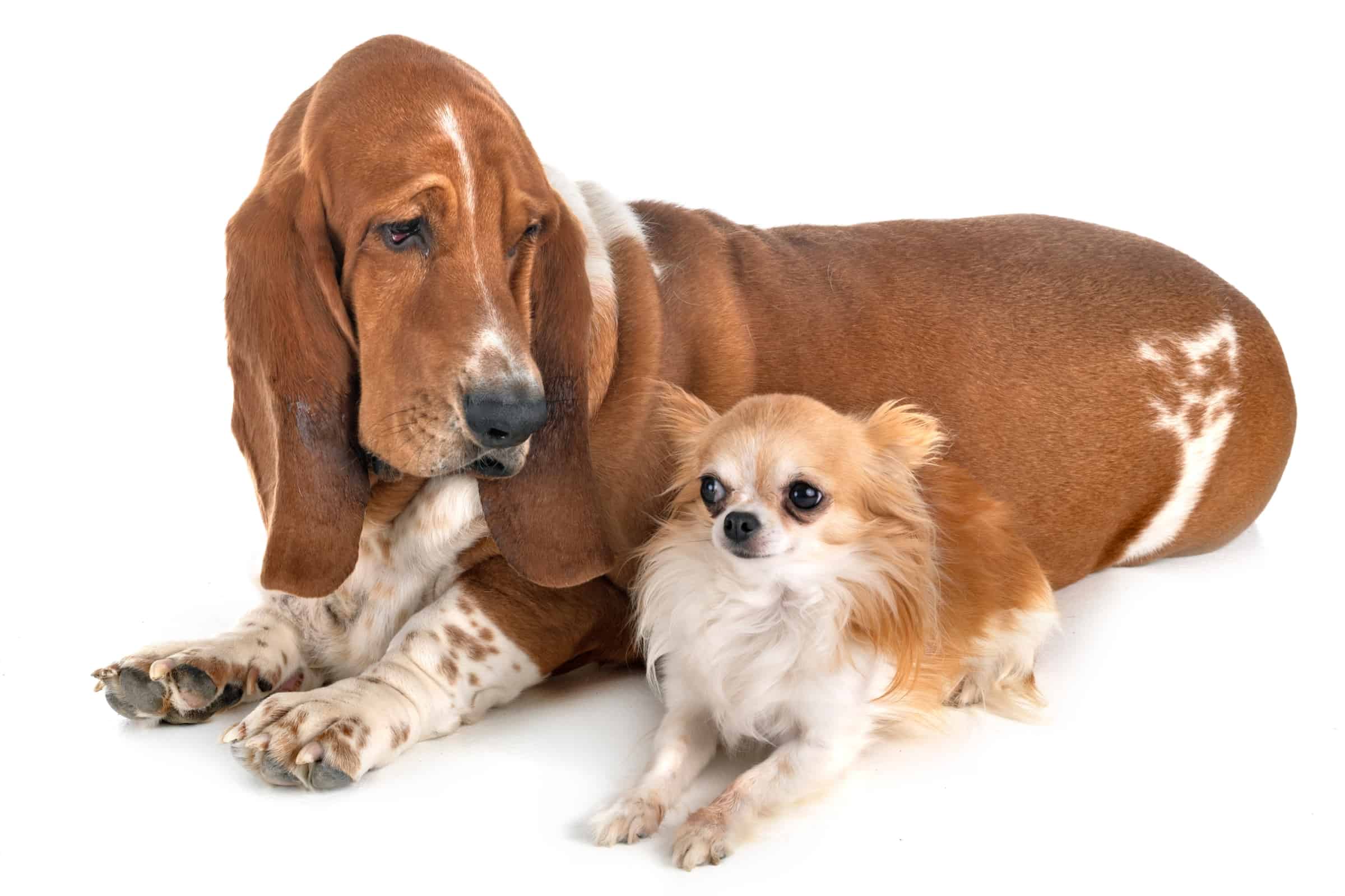 Male vs. Female Basset Hound: Which Is Better?