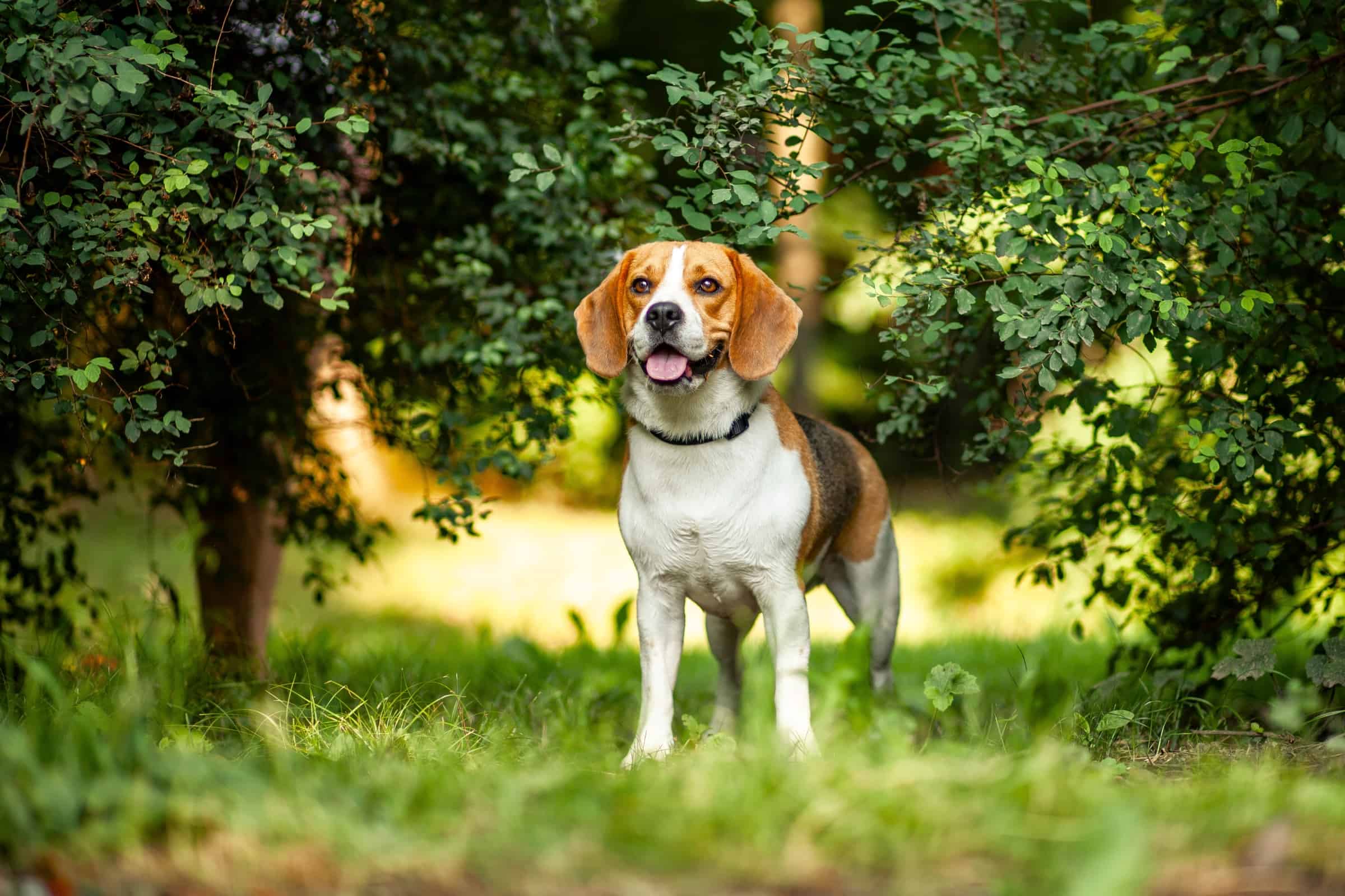 Male vs. Female Beagle: Which Is Better? - Happy Dog Breeds