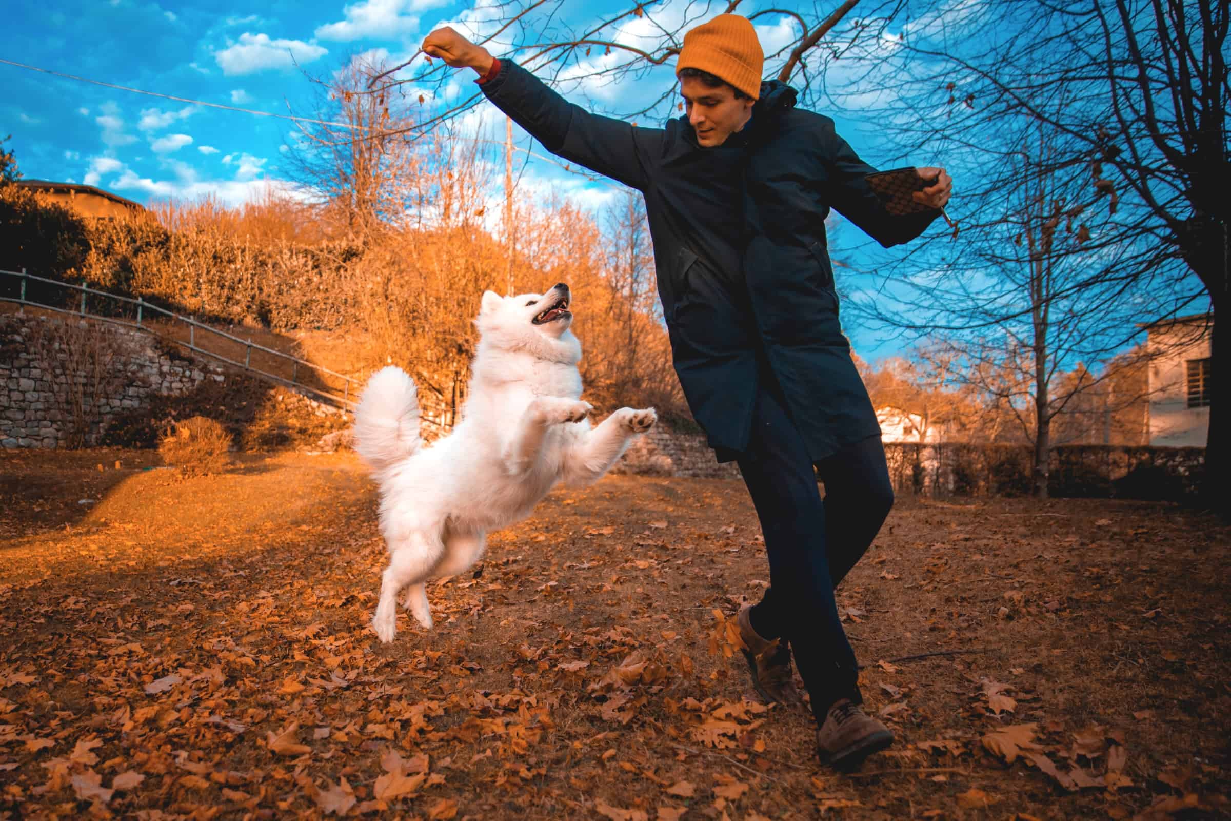 Male vs. Female Samoyed: Which Is Better?